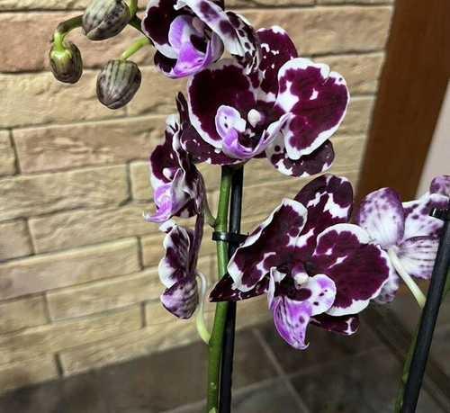 Орхидея фаленопсис биг лип и пелорик