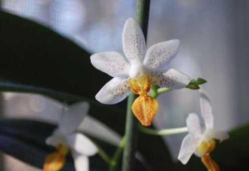 Орхидея фаленопсис Mini Mark ароматная