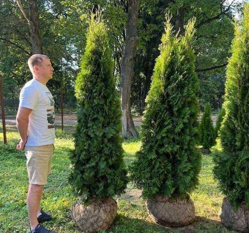 Туя колумна 1,5 м