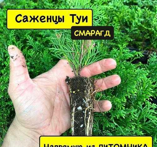 Саженцы туи Смарагд оптом