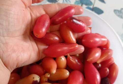 Семена сортовых томатов Гномов