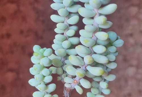 Черенок седума Sedum treleasei, котиледон пенденс