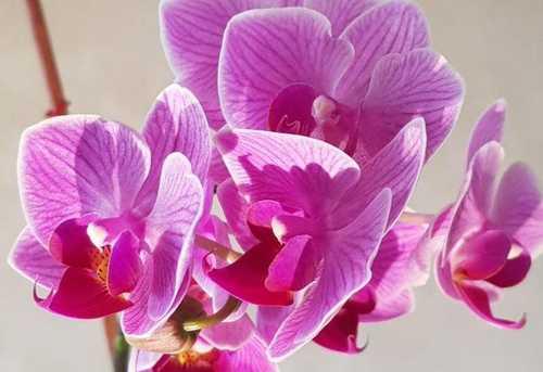 Цветущие орхидеи фаленопсис и без цветов