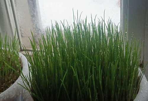 Газонная трава в горшке для украшения декора живая