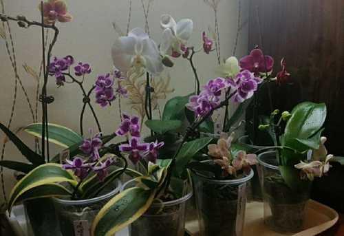 Орхидеи из азии