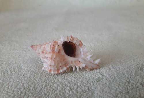 Морская ракушка Chicomurex lani