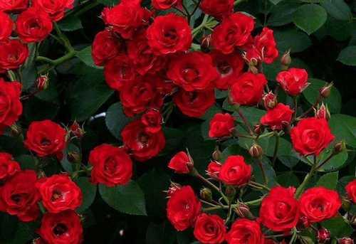 Розы Полиантовые