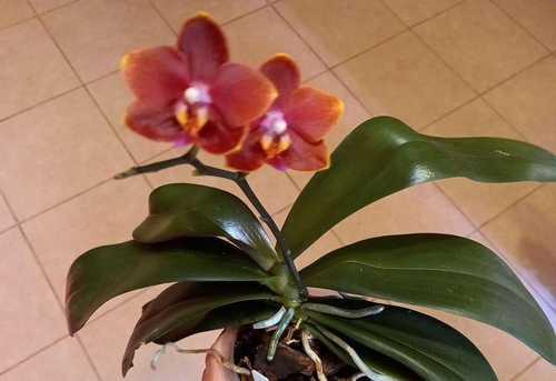 Орхидея фаленопсис Star's Orange Red Horn азиат