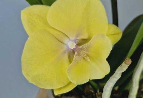 Орхидея биглип желтая