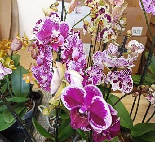 Орхидея фаленопсис разные, микс, много