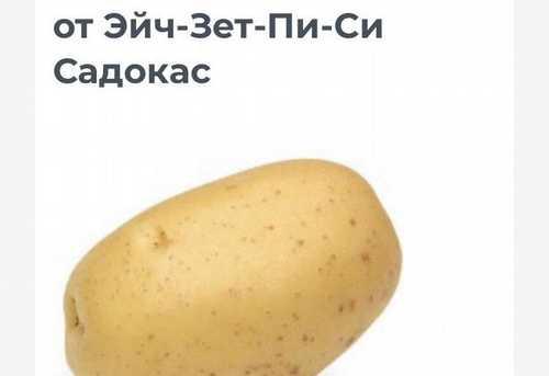 Семенной картофель Сильвана