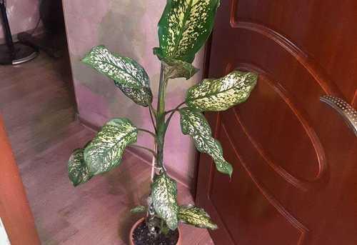 Растения для офиса,дачи подрощенные дифенбахия