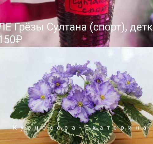 Сортовые фиалки