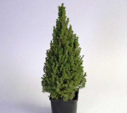 Ель канадская Коника (Picea glauca Conica), H30;