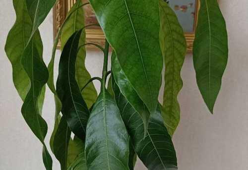 Авокадо декоративное растение