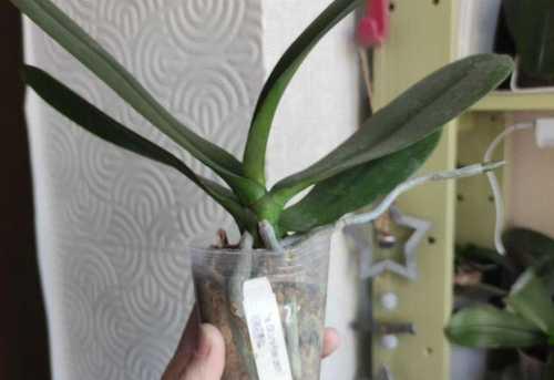 Орхидея фаленопсис OX Luna Rosa peloric