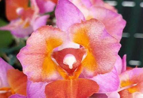 Орхидея Liu's Triprince 'pink' (peloric - 3 lips)