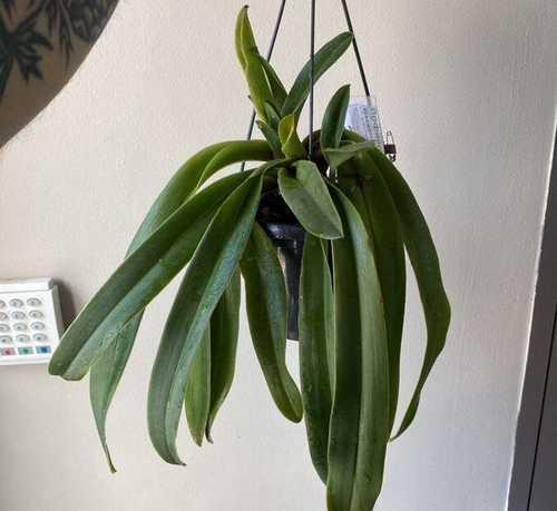 Орхидея башмачок пафиопеддилум