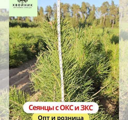 Сосна Обыкновенная окс/Pinus sylvestris