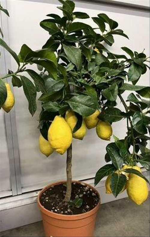 Лимонное дерево с плодами Италия сочное 78 см