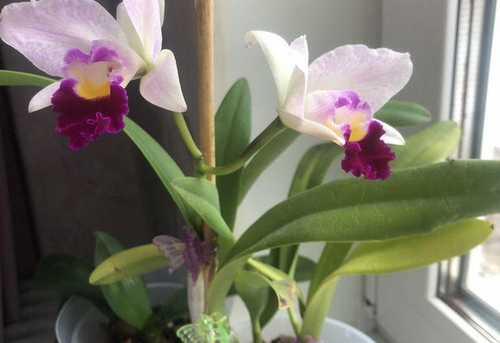 Орхидея каттлея
