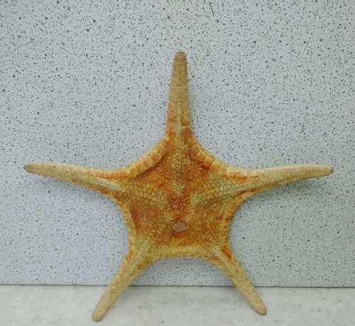 Звезда 9,3 морская ракушка раковина