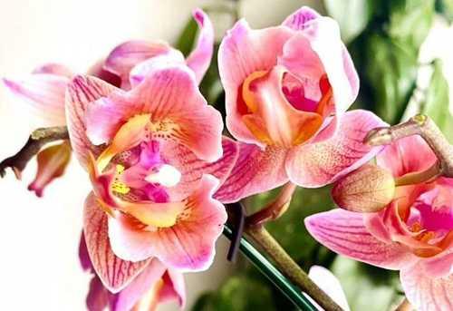 Орхидея Фаленопсис Сортовые