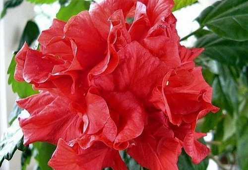 Гибискус Hibiscus rosa-sinensis