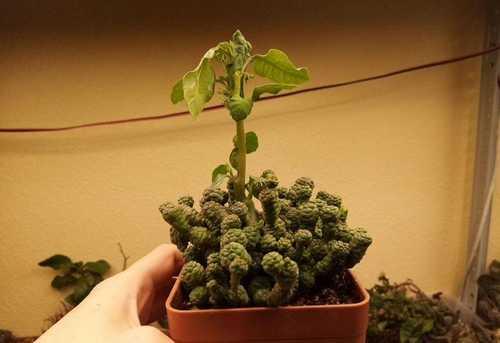 Euphorbia globosa & Dorstenia Foetida