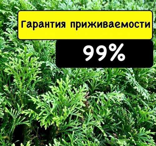 Туя смарагд с гарантией приживаемости