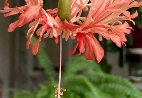 Гибискус schizopetalus сортовой