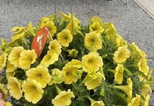 Петуния Potunia Canary Yellow