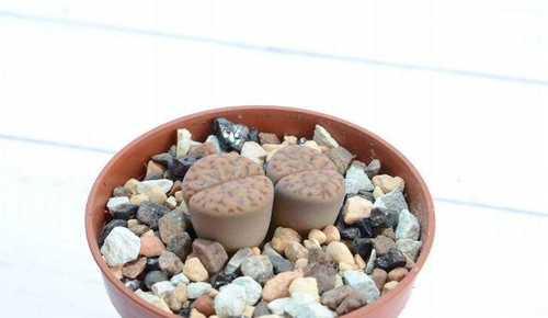 Lithops sp. (Литопс) (SCT28935)