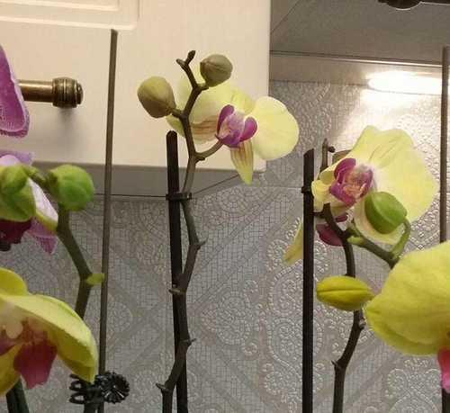 Орхидея фаленопсис/желтые