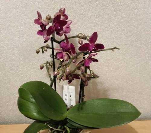 Орхидея Мультфлора
