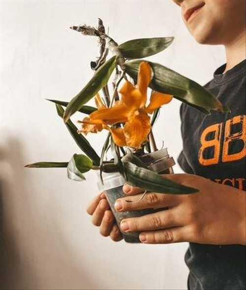 Орхидея дендробиум stardust