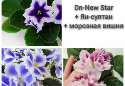 Фиалки сенполия набор
