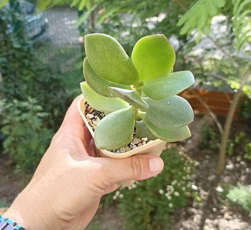 Crassula ovata obliqua,Денежное дерево