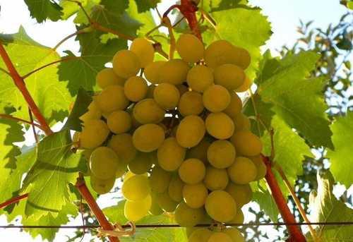 Саженцы-черенки винограда Ланселот