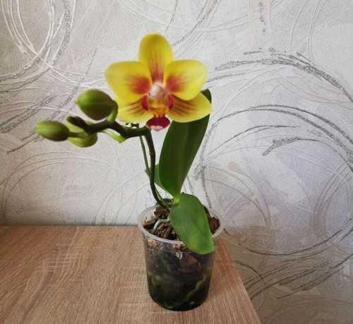 Орхидея фаленопсис мультифлора Sogo Gotris