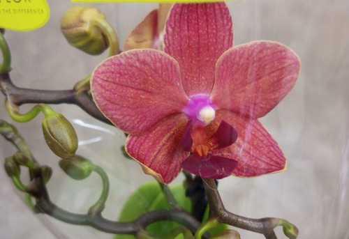 Фаленопсис Рози орхидея
