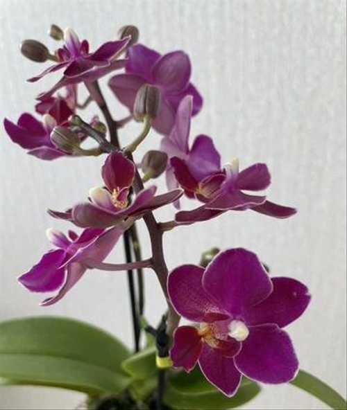 Орхидея фаленопсис aroma mini