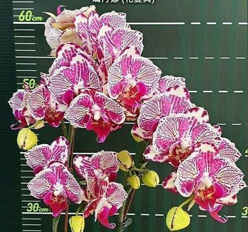 Орхидея фаленопсис Phal. Madonna, Phal. Rainbow