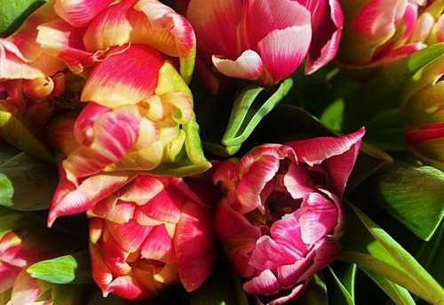 Пионовидные тюльпаны оптом