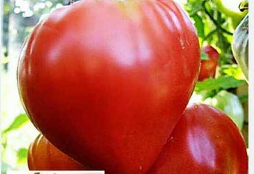 Рассада томата " Бычье сердце"