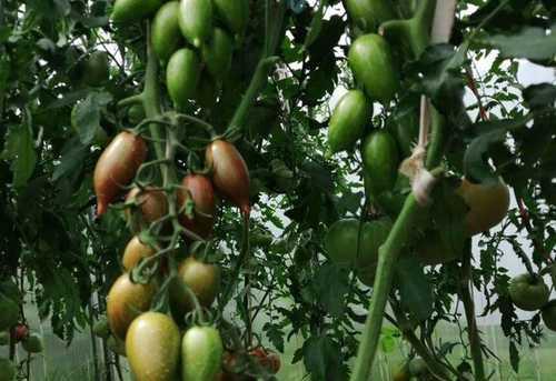 Семена котельных томатов и томатов черри