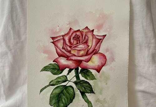Картина акварелью Роза цветы