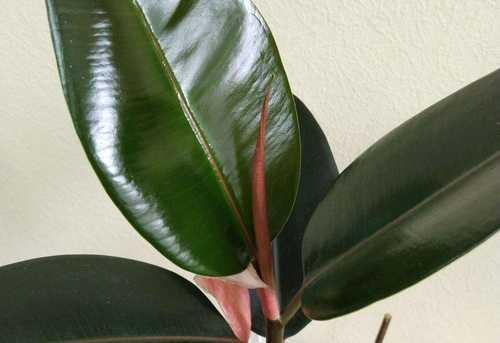 Домашние растения: пальма юкка и фикус