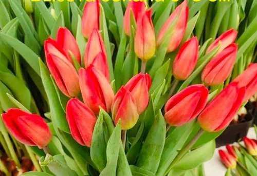 Тюльпаны оптом и в розницу. Крупный цветок