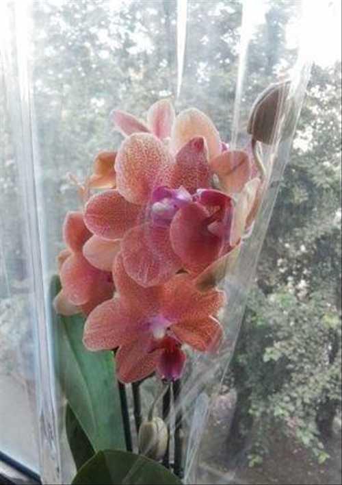 Орхидея сортовая цветущая с доставкой